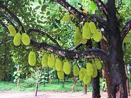 How Auspicious Trees Can Revitalize Thai Cities - สถานเอกอัครราชทูต ณ ...