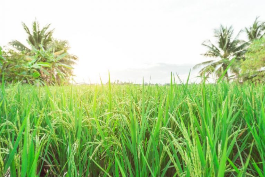 Thai Hom Mali Rice: Thailand’s Honorable Grain - สถานกงสุลใหญ่ ณ นคร ...