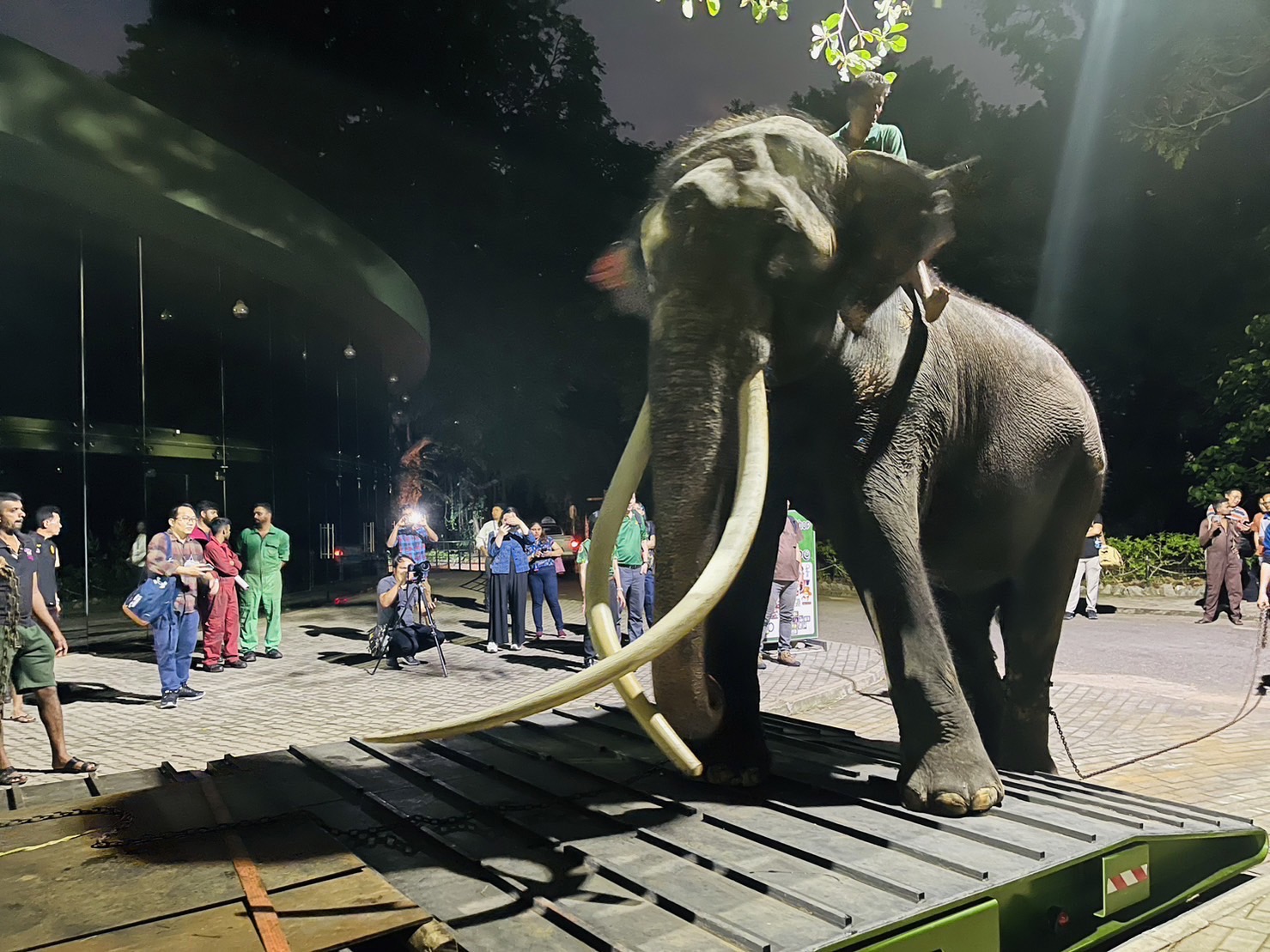 Tusker Muthu Raja (Sak Surin) airlifted to Thailand - สถานเอกอัครราชทูต ...