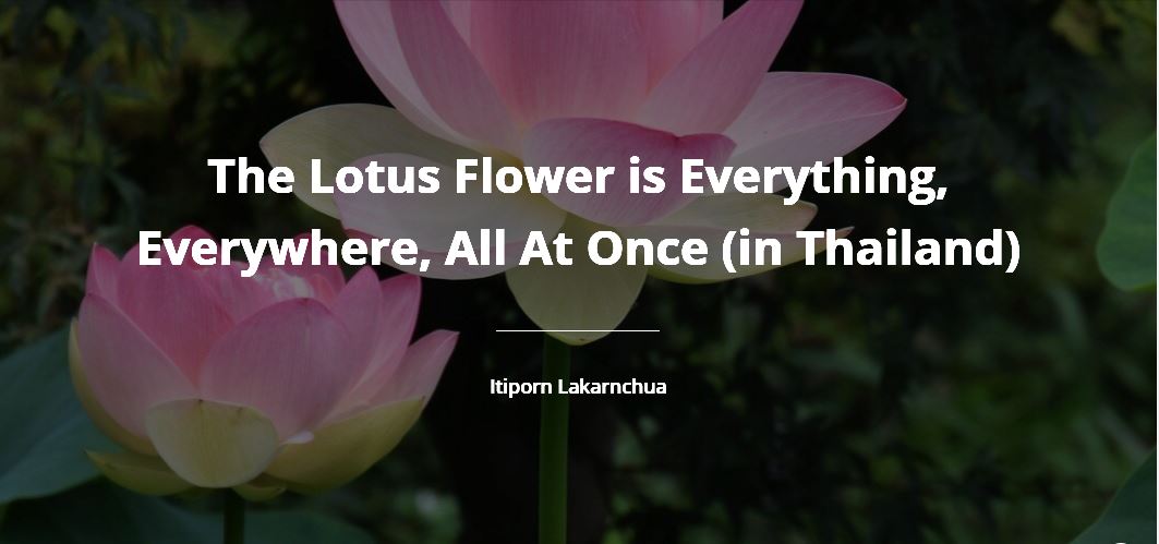The Lotus Flower is Everything, Everywhere, All At Once (in Thailand ...